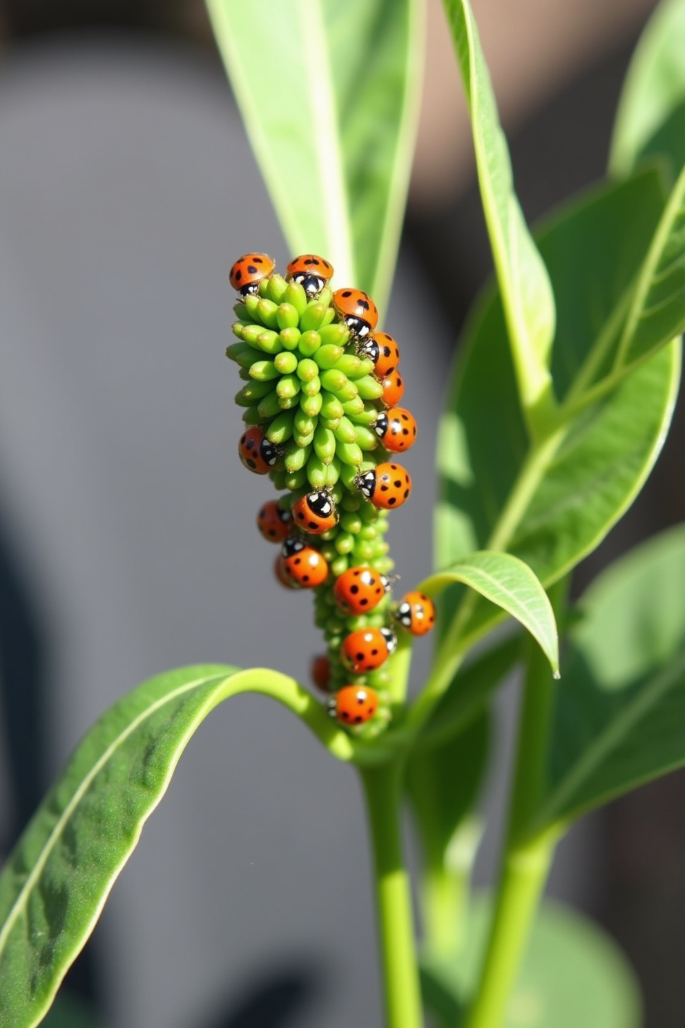 10 Stunning Plants That Attract Ladybugs and Transform Your Garden into ...