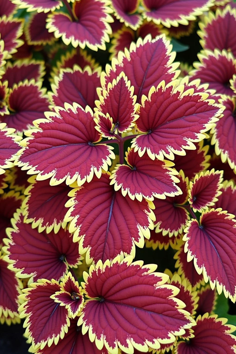 10 Stunning Coleus Varieties That Will Transform Your Garden Instantly ...
